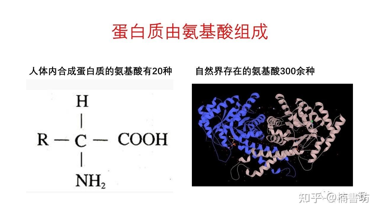 氨基酸结构式与分类 - 知乎