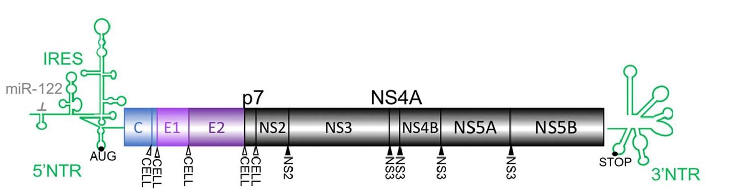 HCV的发现，病毒学的又一次诺奖 - 知乎