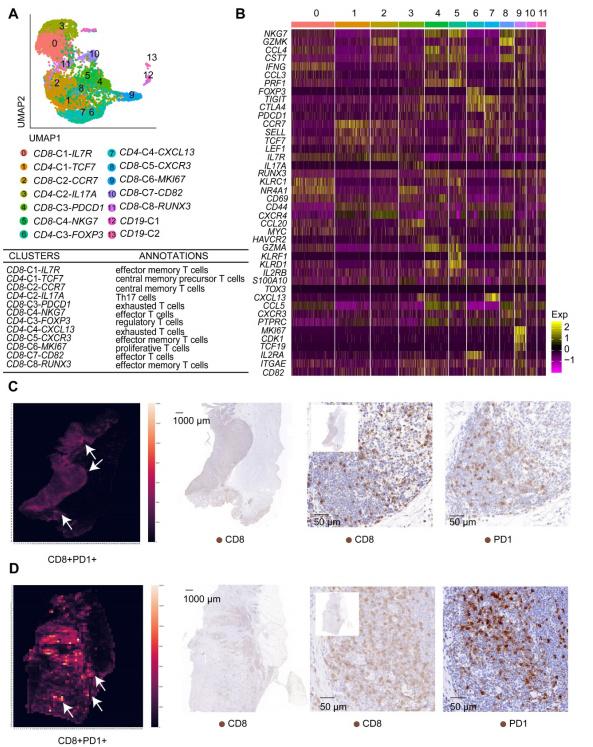 文献解读 | 单细胞转录组测序揭示成纤维细胞在调节肿瘤微环境中的独特作用 - 知乎