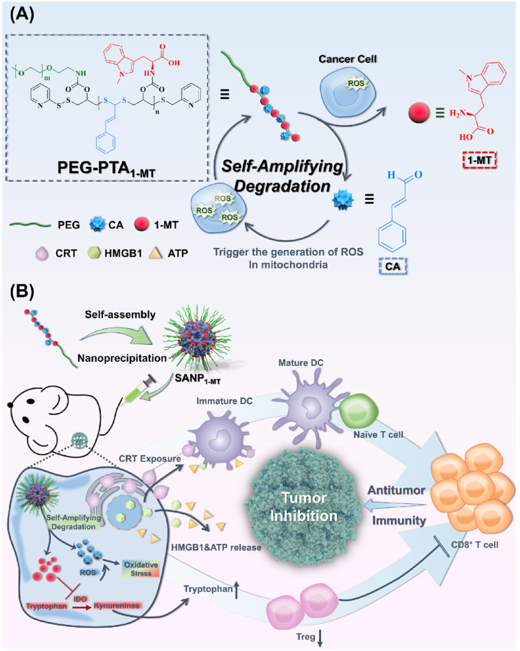 Biomaterials | 华南理工大学团队开发了一种用于增强癌症免疫治疗的 活性氧唤醒自放大可降解聚合物 - 知乎