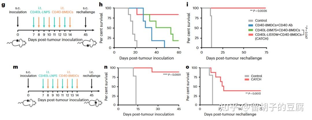 Nature子刊|借助mRNA技术，激活DC细胞，诱导肿瘤抗原释放，增强肿瘤免疫循环。 - 知乎