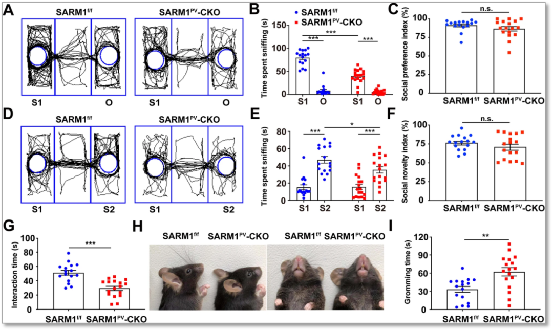 Cell DeathDis｜杭州师范大学黄智慧/温州医科大学汪伟团队发现SARM1蛋白在自闭症谱系障碍发病中的新机制 - 知乎