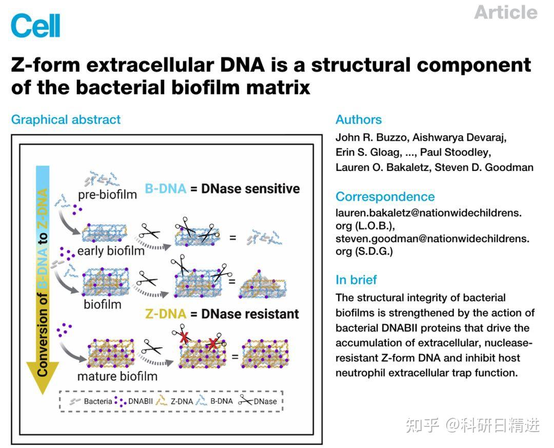 cell丨胞外z-DNA是细菌生物膜基质的结构组成部分 - 知乎