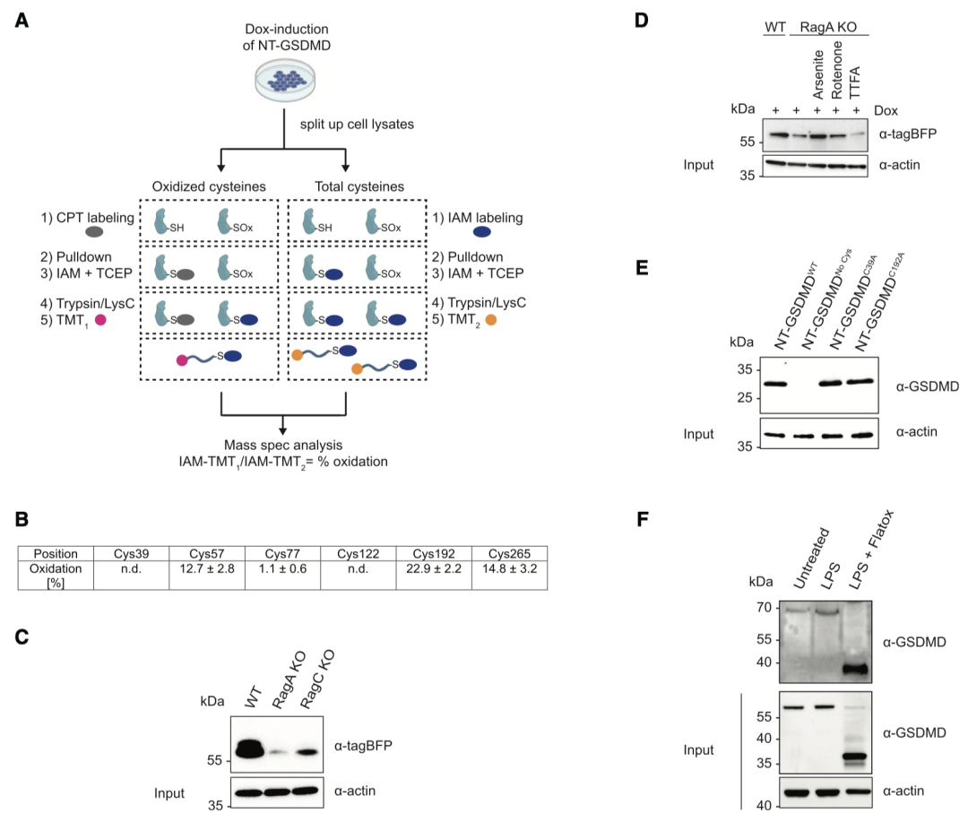 Cell Reports丨Gasdermin D 的成孔活性对氧化还原敏感 - 知乎