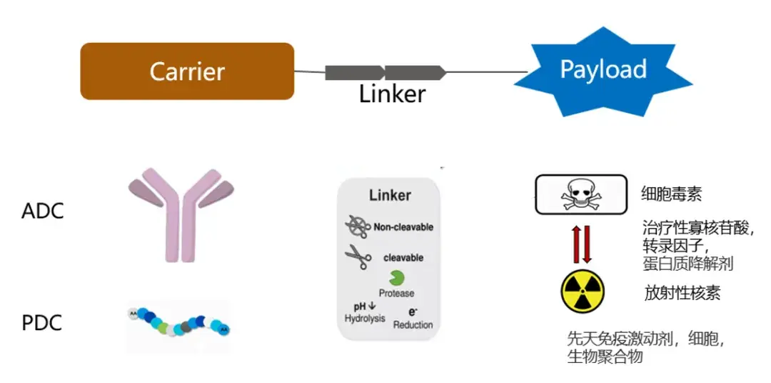 PDC药物非临床研究策略：从ADC经验出发，构建下一代靶向治疗基石 - 知乎