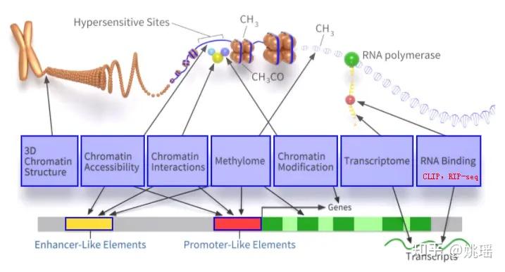 科研文章中怎样选择CLIP、RIP-SEQ？ - 知乎
