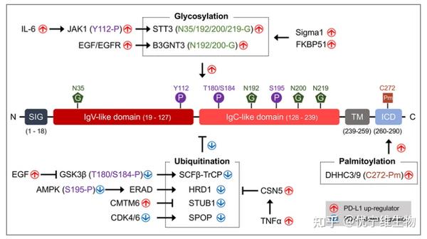 【小优细节君】如何做出漂亮的PD-L1条带？ - 知乎
