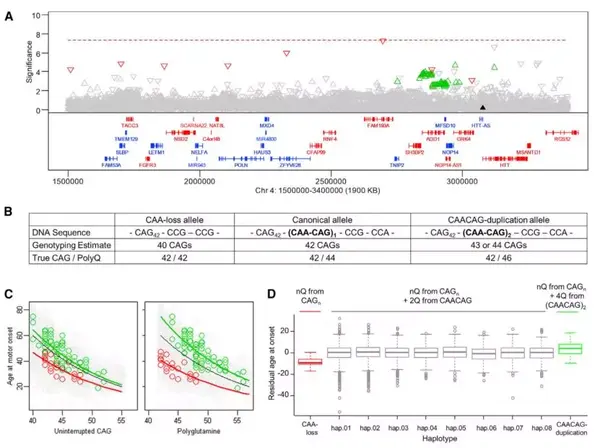颠覆性Cell 专家存疑丨CAG重复序列而非polyQ决定亨廷顿病发病年龄 - 知乎