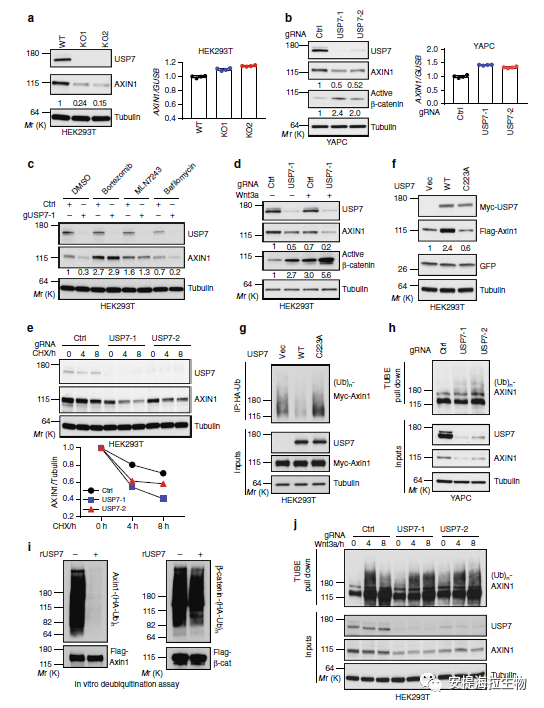 USP7通过促进Axin的稳定抑制Wnt/β-catenin信号传导 - 知乎