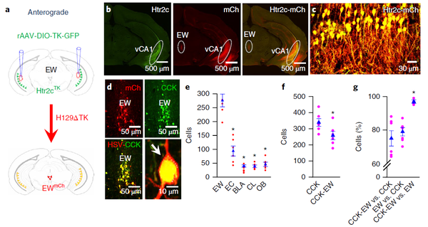 单纯疱疹病毒（HSV）是什么？有哪些应用？ - 知乎