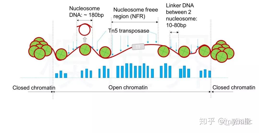 ATAC-seq数据分析 - 知乎