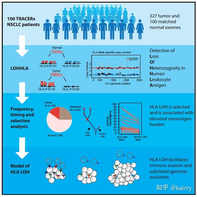 肿瘤新抗原（neoantigen)专题二十：HLA LOH 与肿瘤免疫逃逸 - 知乎