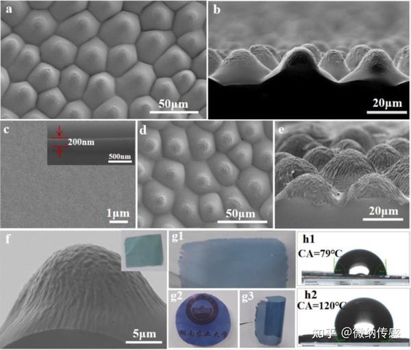 湖南农业大学刘碧桃/周智《CEJ》：具有仿生微结构的柔性PANI薄膜用于压力和氨气双功能传感 - 知乎