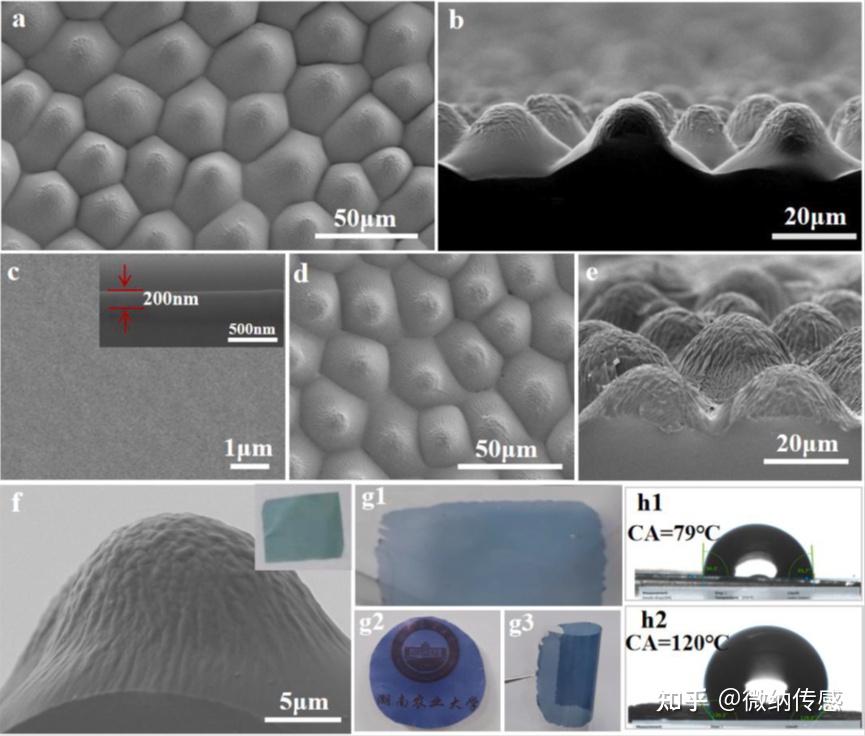 湖南农业大学刘碧桃/周智《CEJ》：具有仿生微结构的柔性PANI薄膜用于压力和氨气双功能传感 - 知乎