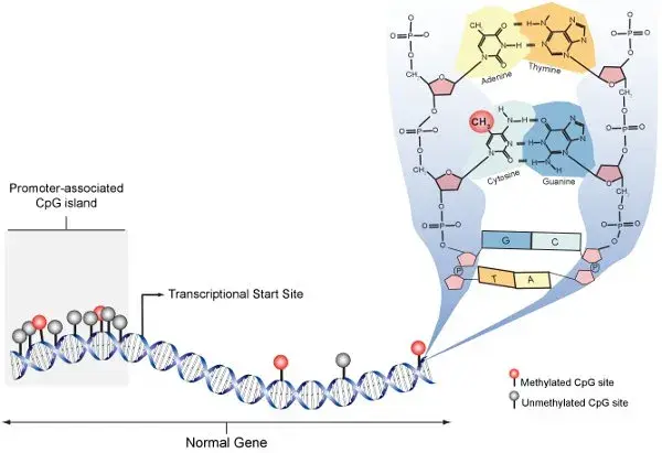解码基因 “隐形密码”：DNA 甲基化如何调控生命进程？晶能生物一站式检测方案来了 - 知乎