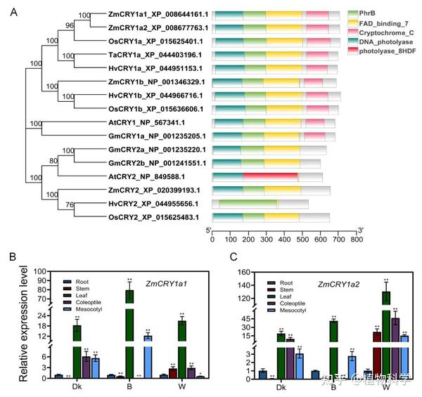 The Crop Journal | 河南农大揭示玉米隐花色素1a1和1a2参与玉米及拟南芥的光形态建成和避荫性反应 - 知乎