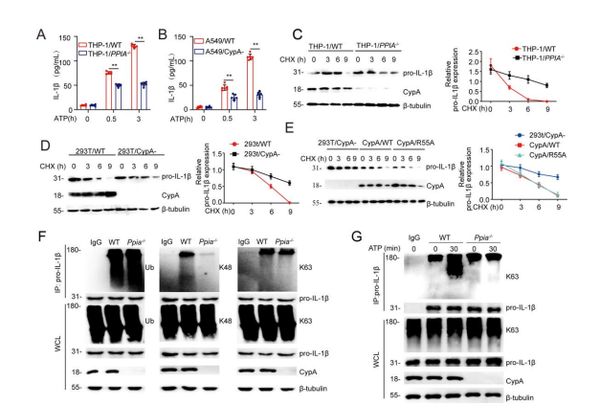 【文献解读】促炎因子CypA在炎症研究中用到的典型材料及方法 - 知乎