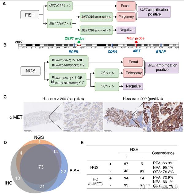 揭示MET局灶扩增在肺癌中的意义: 整合NGS, FISH和IHC - 知乎