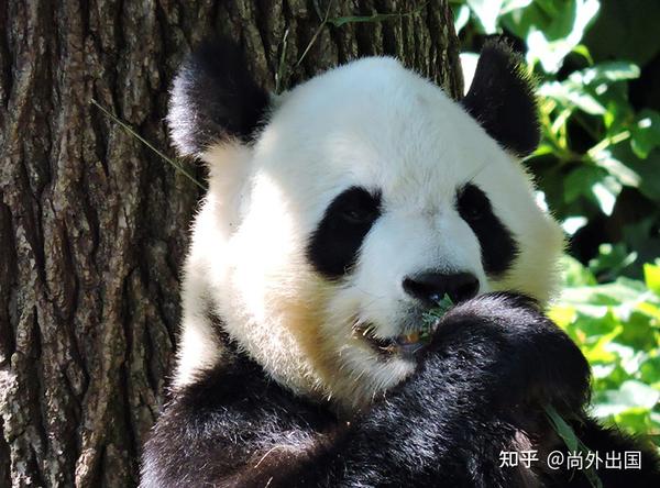 没想到，出生在西班牙的大熊猫竟有这么多！ - 知乎