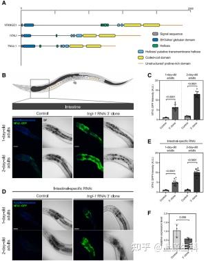 【应用案例/实验技术】线虫“搬运工”TNGL-1：揭秘卵黄蛋白原的内质网输出机制 - 知乎