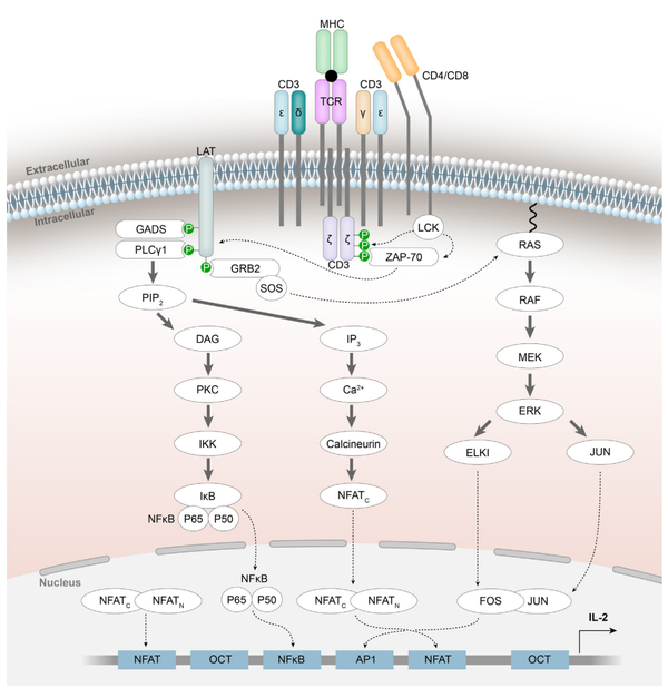 CD3：双抗领域黄金靶点解读 - 知乎