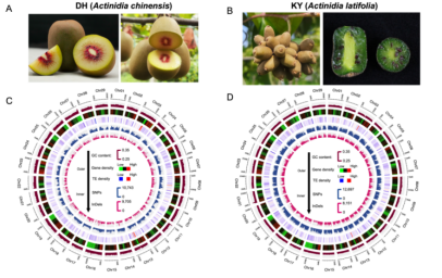 还不知道T2T基因组？你OUT了！ - 知乎