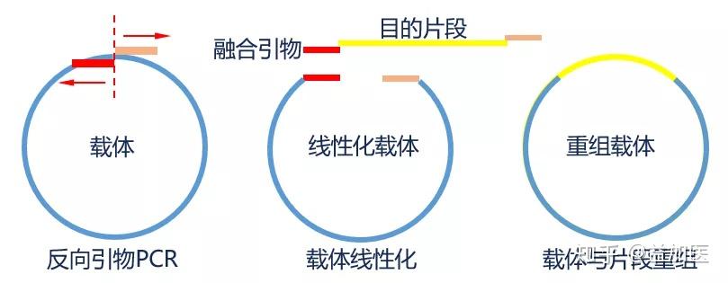 不容错过：分子生物博士权威解读8类PCR技术 - 知乎