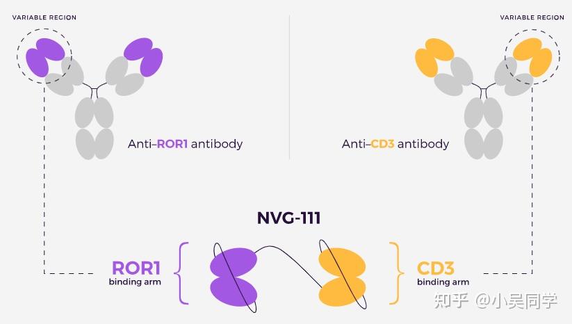 ROR1能否引领下一代免疫疗法热潮？ - 知乎