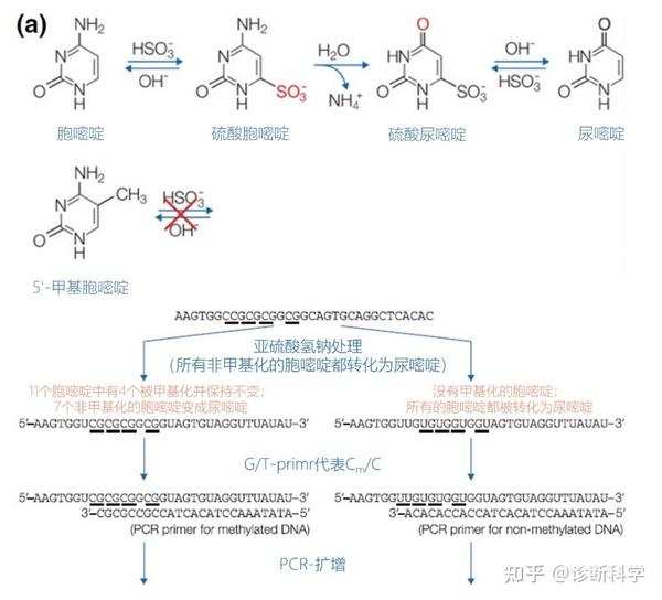 刘博谈 | 简单聊一聊单核苷酸多态性（SNP）和CpG位点 - 知乎