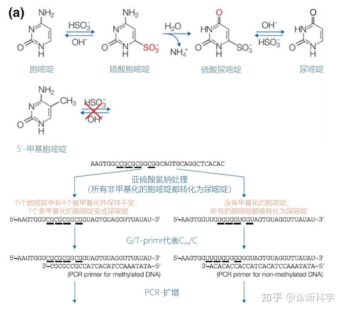 刘博谈 | 简单聊一聊单核苷酸多态性（SNP）和CpG位点 - 知乎