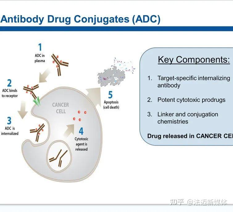 浅析|ADC药物相关知识点 - 知乎