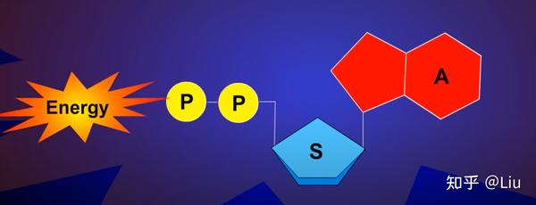 什么是ATP - 知乎