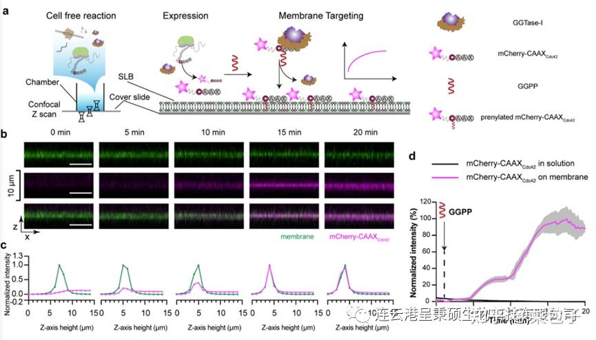 无细胞技术(无细胞系统）在生物领域中的应用cell-free（二） - 知乎