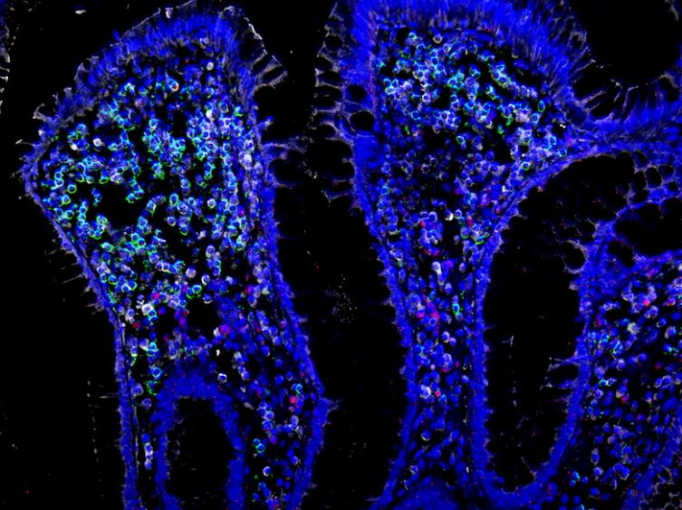 Nat Rev Genet | 单细胞图谱揭示器官中共有的和特异的细胞类型 - 知乎