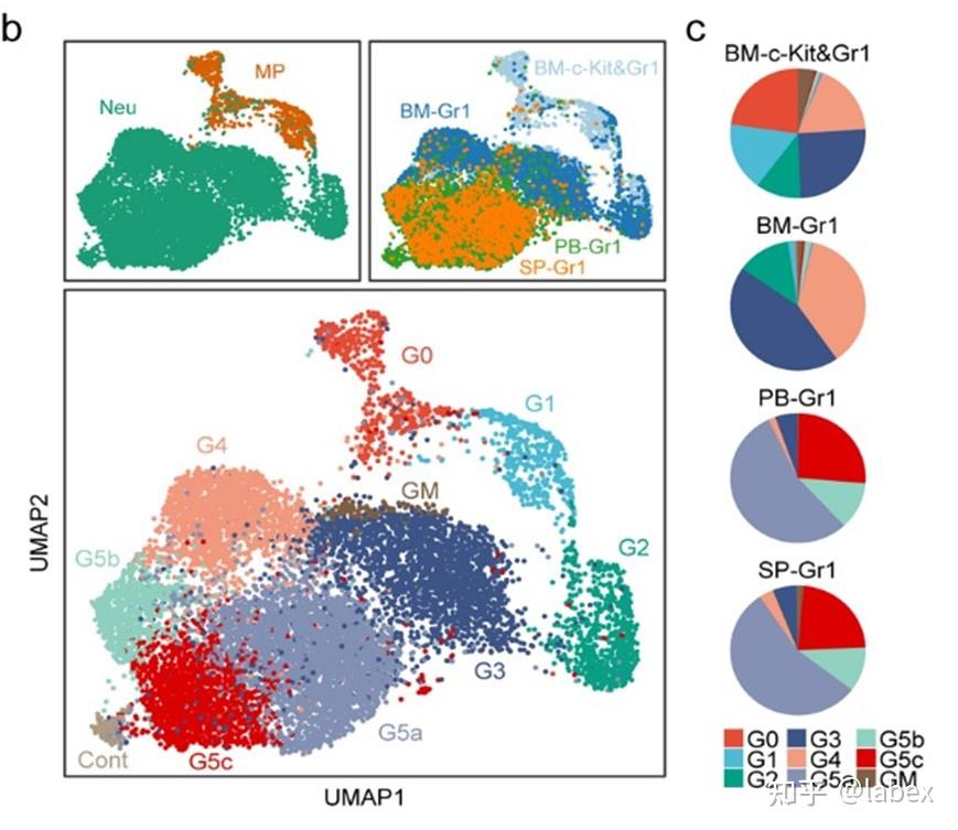 单细胞转录组分析揭示了中性粒细胞在稳态和感染中的异质性 - 知乎