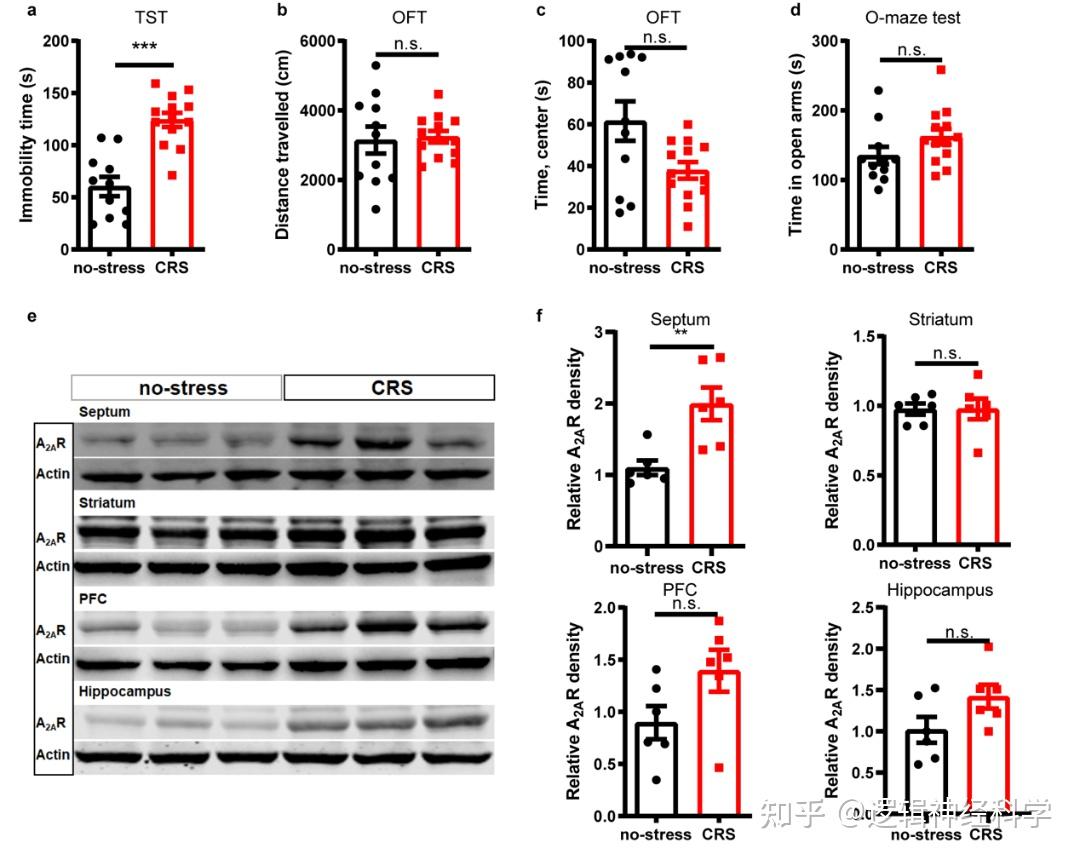 Nat Commun︱温州医科大学陈江帆/郭卫团队揭示外侧隔区腺苷A2A受体调控抑郁样行为的神经环路机制 - 知乎