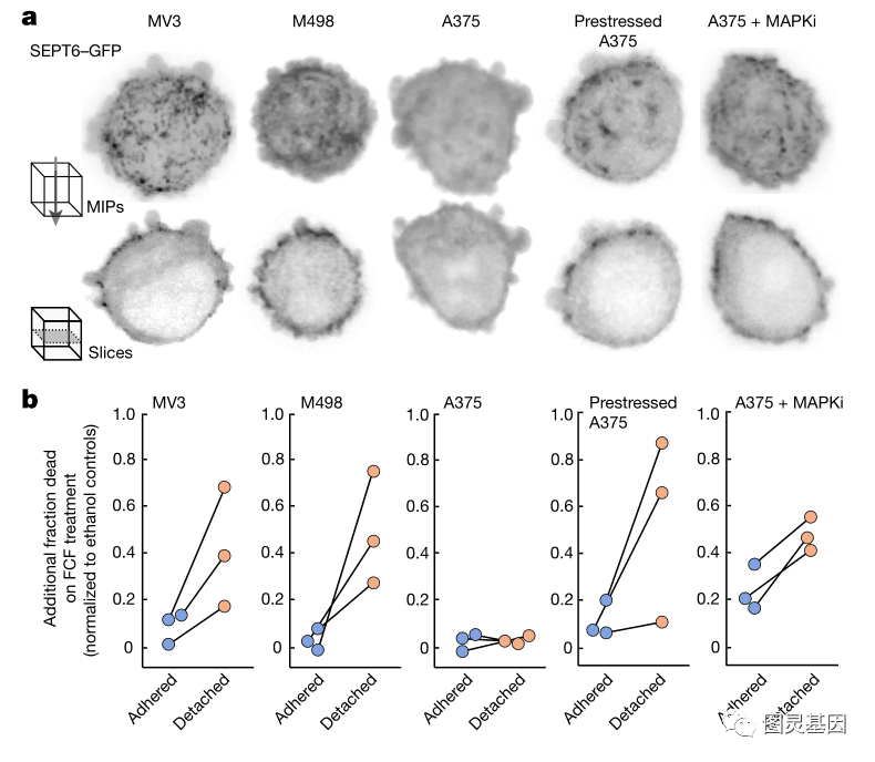 Science | 肿瘤细胞膜“小泡”招募曲率敏感蛋白促进存活 - 知乎