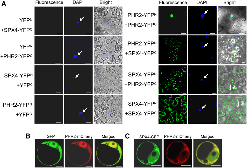 Co-IP与信号通路研究 - 知乎