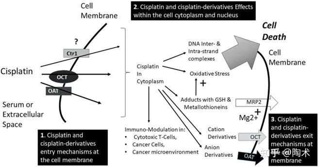 DNA 交联剂——顺铂（Cisplatin）【TargetMol】 - 知乎
