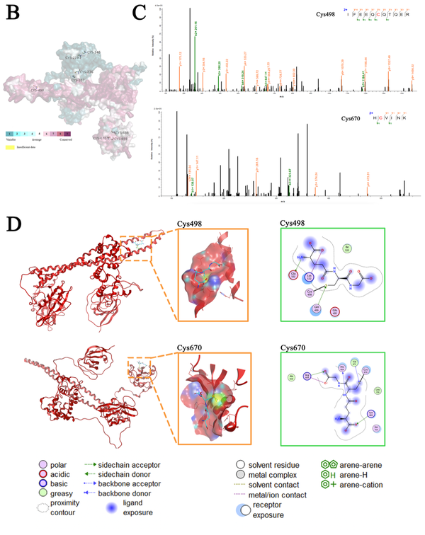 GSTP1介导的Pik3r1的S-谷胱甘肽化调控破骨细胞形成 - 知乎