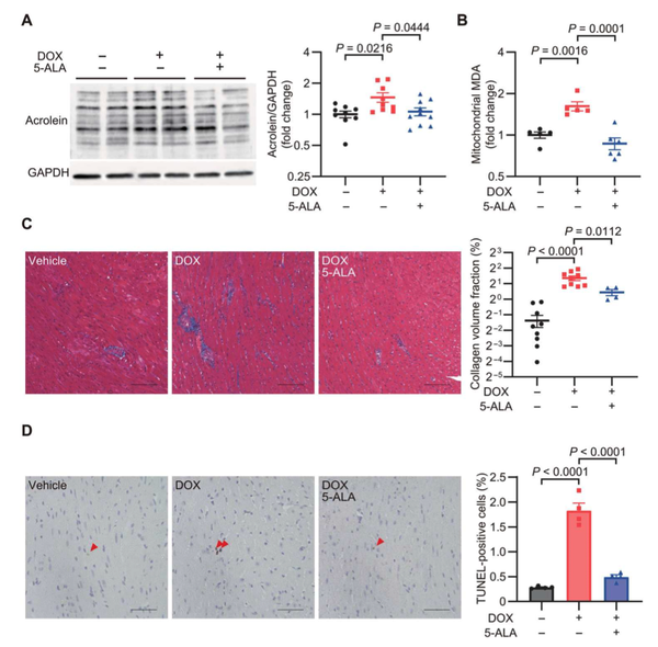 Science子刊丨阿霉素通过诱导铁死亡导致心肌毒性 - 知乎