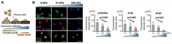 NC（IF17）! 蛋白质组学揭示软骨老化的关键蛋白及相关机制 - 知乎