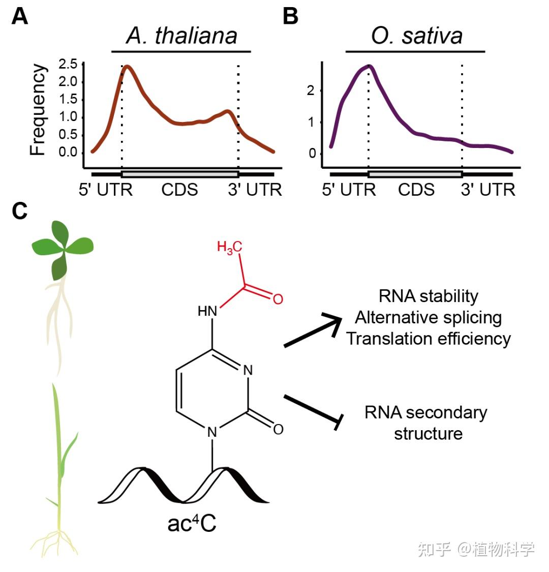 Mol Plant | 湖南大学联合湖南杂交水稻研究中心绘制植物RNA ac4C修饰在转录组上分布图谱 - 知乎