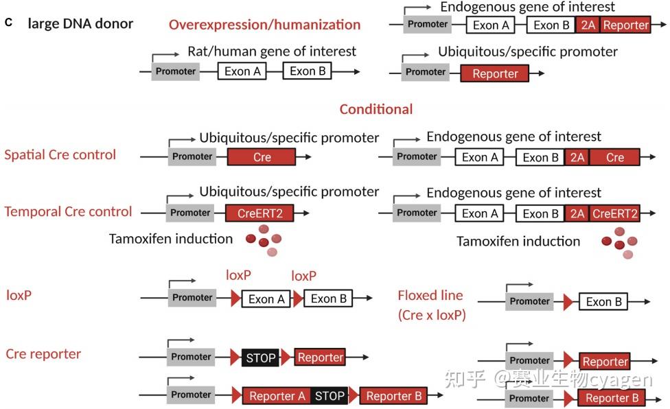 新品上架 | Reporter大鼠模型—SD-CAG-EGFP大鼠&SD-ROSA26-LSL-tdTomato大鼠 - 知乎