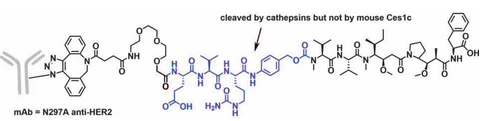 ADC之蛋白酶可裂解连接子 - 知乎