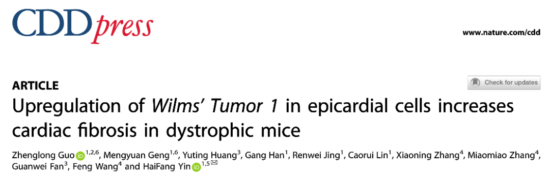 Cell Death Differ︱尹海芳团队揭示杜兴肌肉萎缩症新作用机制：转录因子Wt1激活心外膜细胞分化促进心肌纤维化 - 知乎