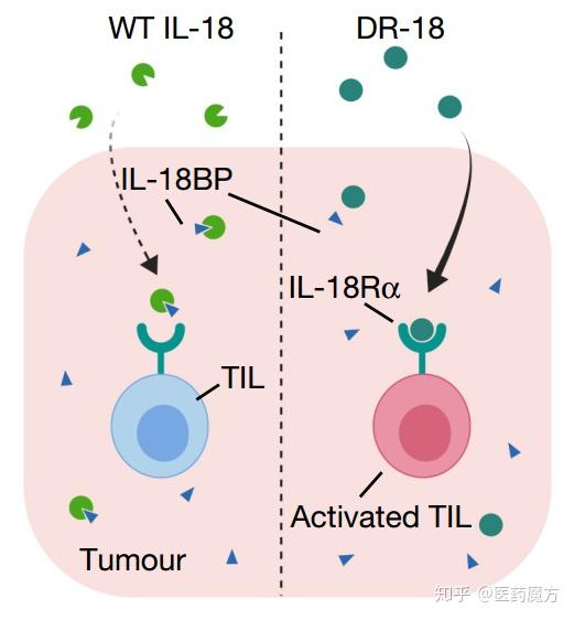IL-18肿瘤免疫治疗效果不佳？耶鲁科学家发现关键蛋白 | Nature - 知乎