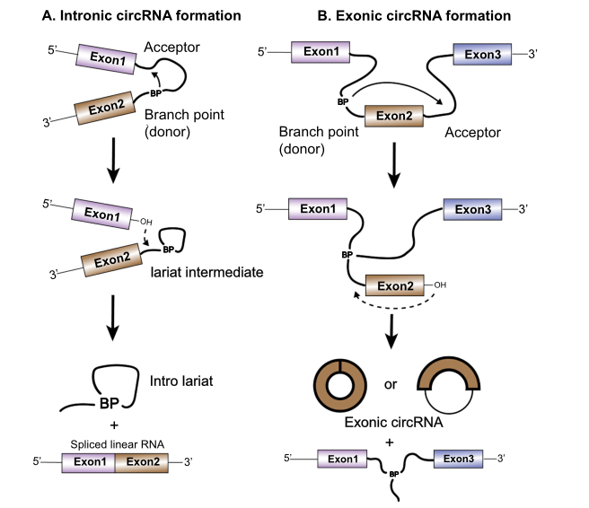 环状RNA（circRNA）:新兴的治疗药物和疫苗 - 知乎