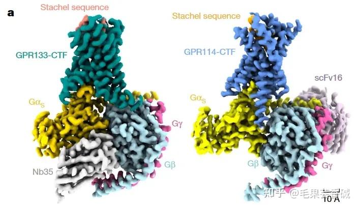 粘附GPCR的束缚肽激活的结构基础 - 知乎
