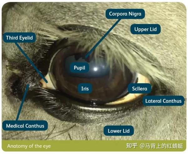【临床】马的眼部疾病Equine Eye Disease - 知乎